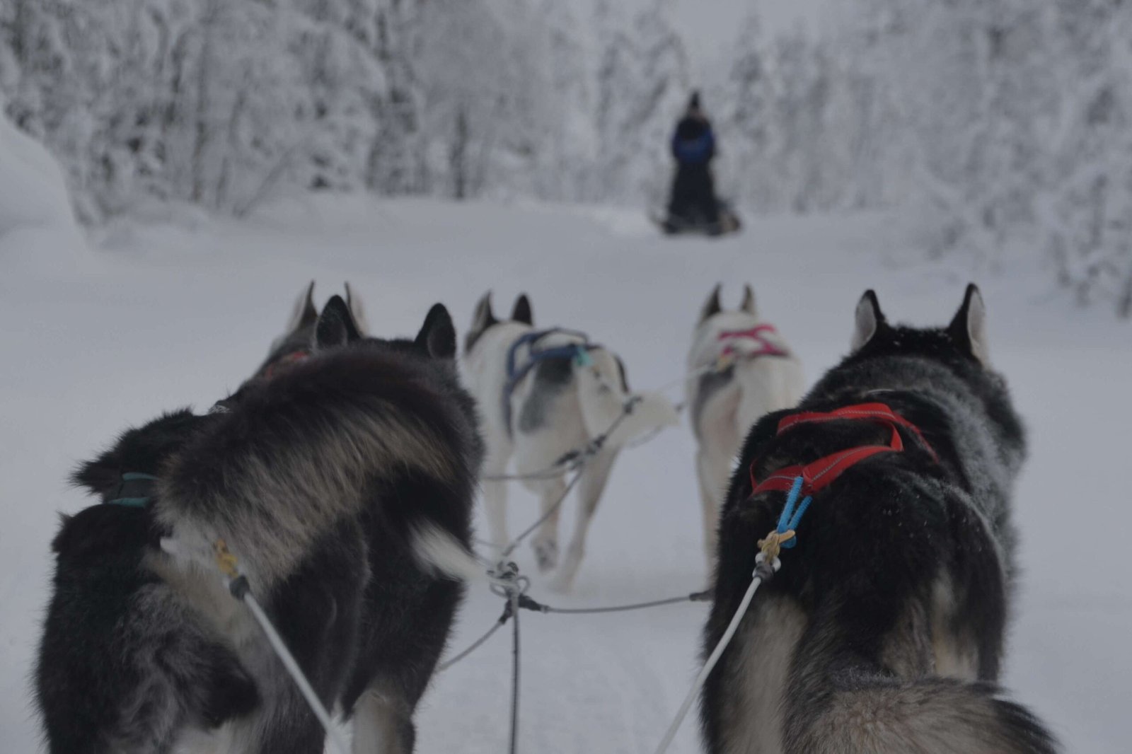 Visit an Ethical Husky Farm with Husky Safari (10 km) Pyhä-Luosto