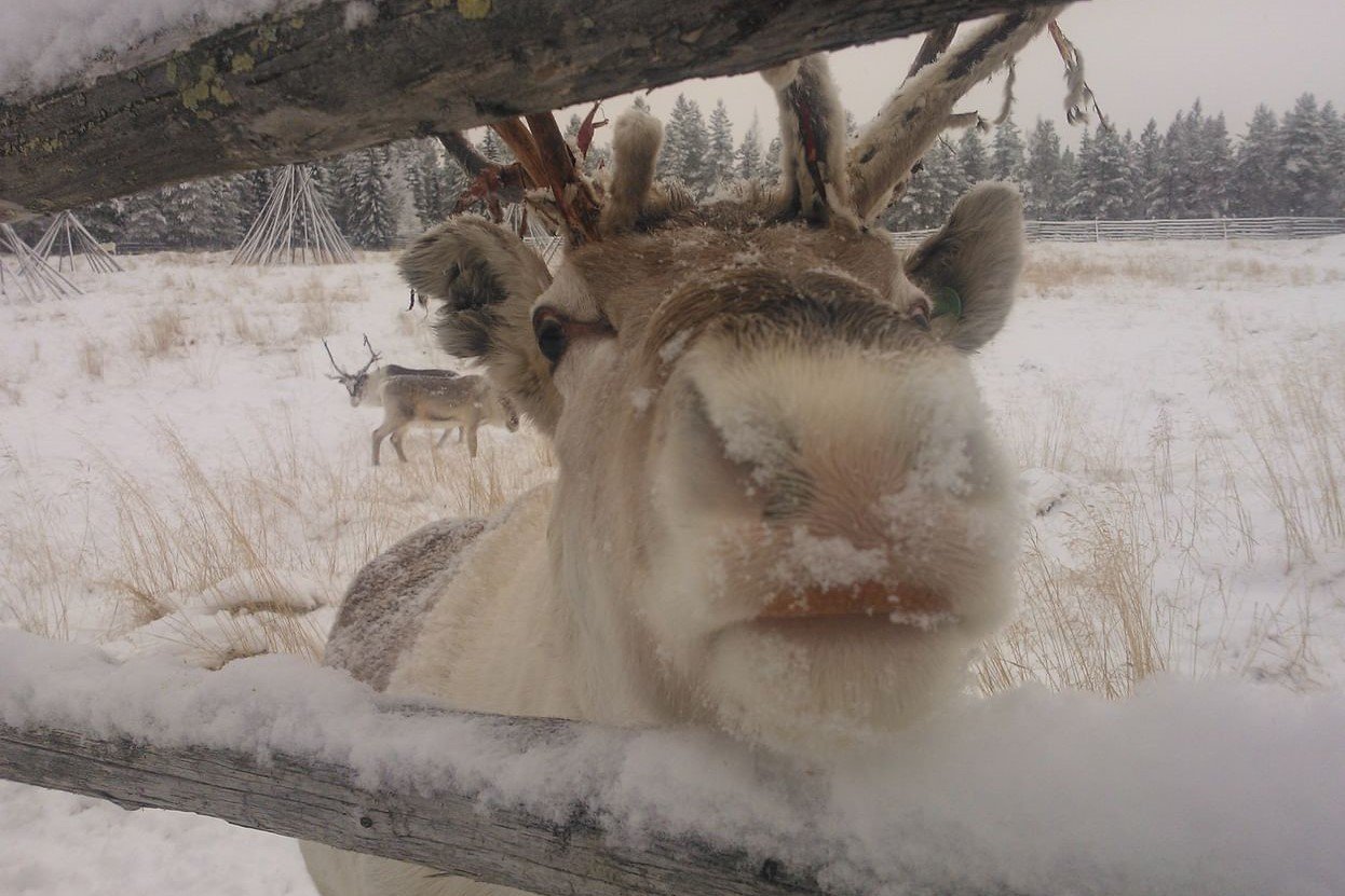 Visit a local reindeer farm from Pyhä Luosto | All year round