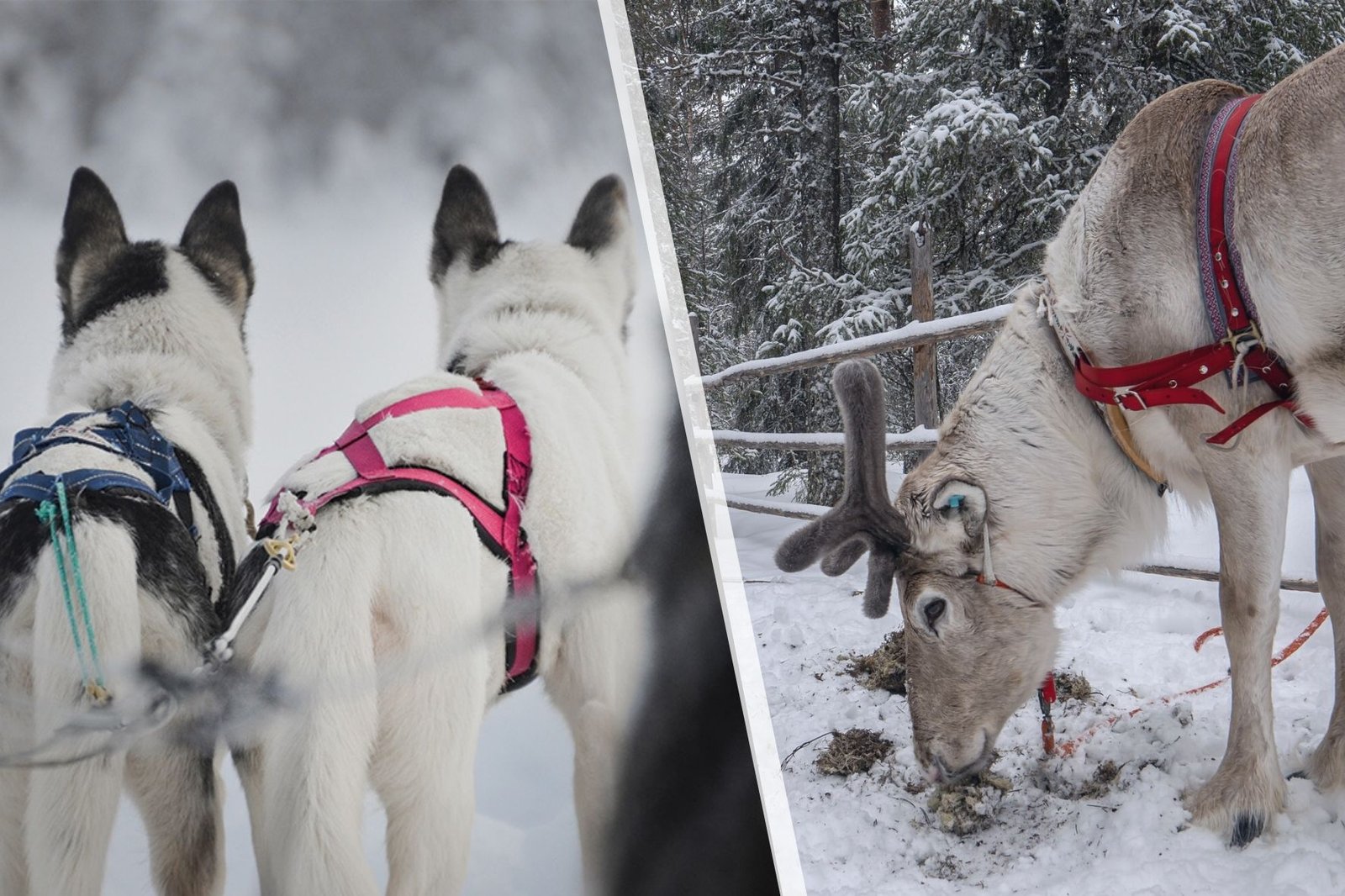 Guided Tours & Holiday Trips in Lapland and the Nordics | Nordic Odyssey