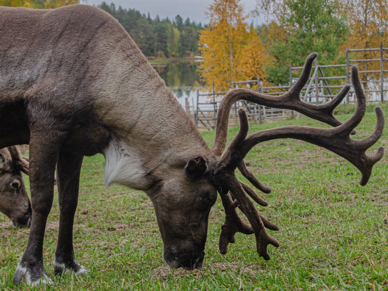 Canoe Trip to the Reindeer Farm | Rovaniemi (Lapland)