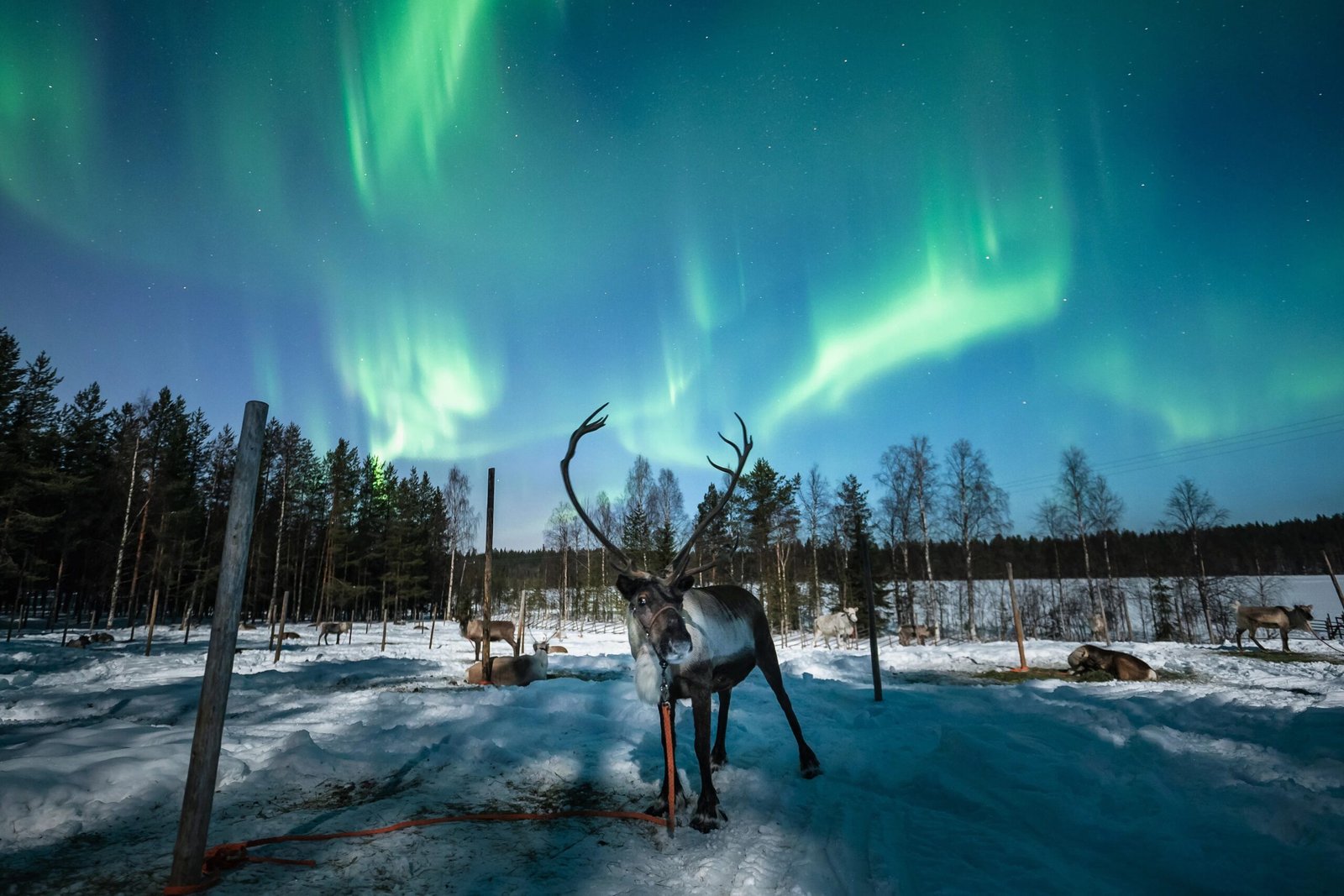 Evening Reindeer Sleigh Ride in the Forests