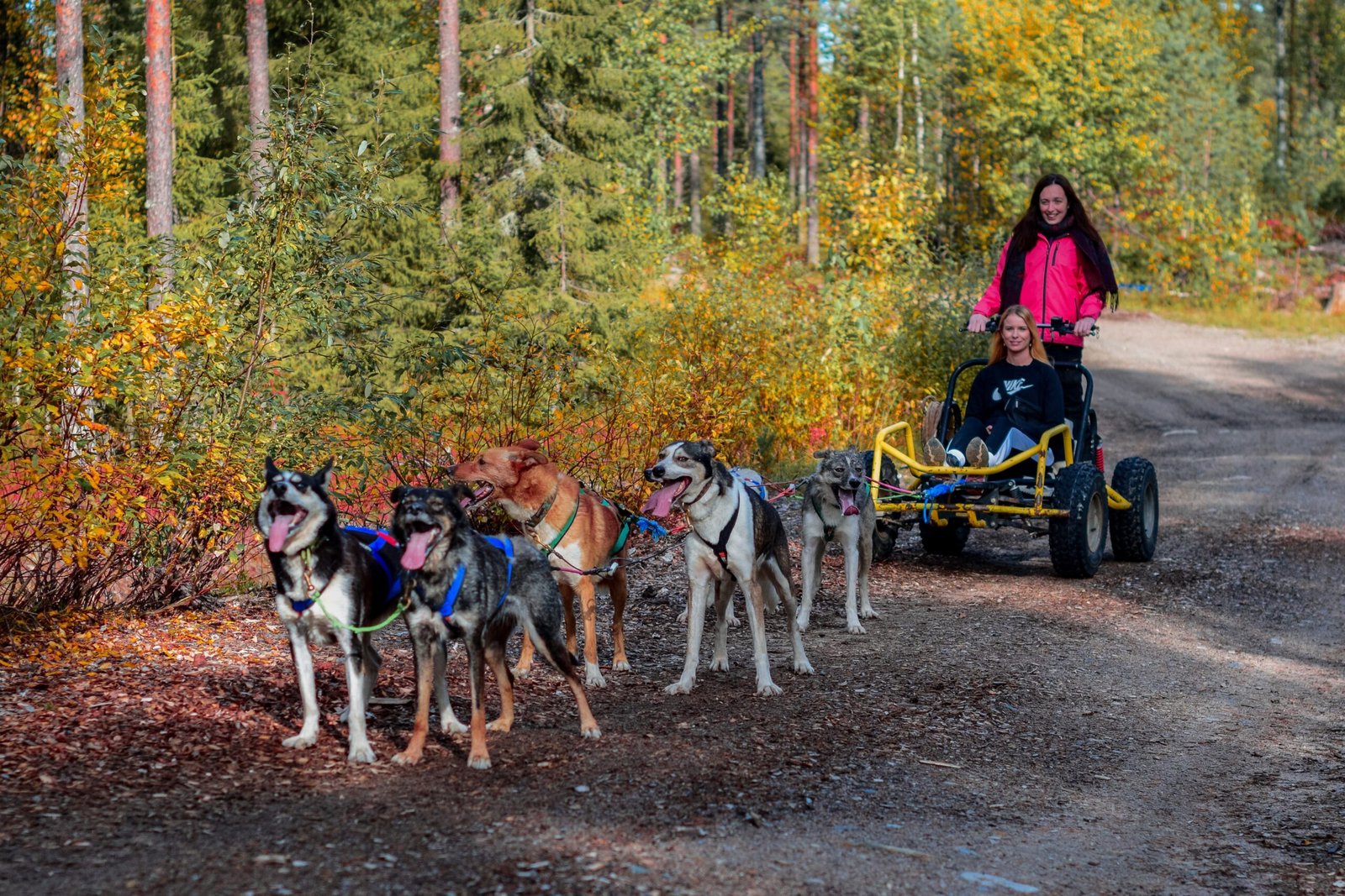 Husky Cart Ride in Autumn from Rovaniemi | Book a tour