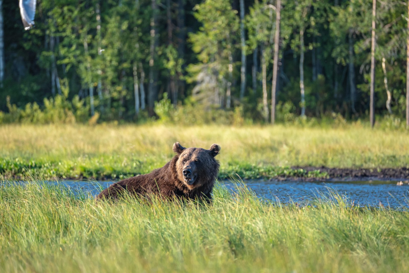 Rovaniemi - Animal Trips | Lapland Summer